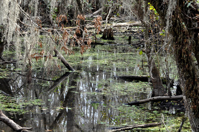 Big Cypress National Preserve
